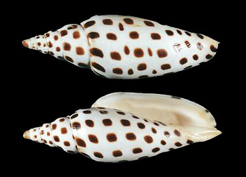 涡螺总科 Volutacea 蓝色动物学（中国动物学科普）